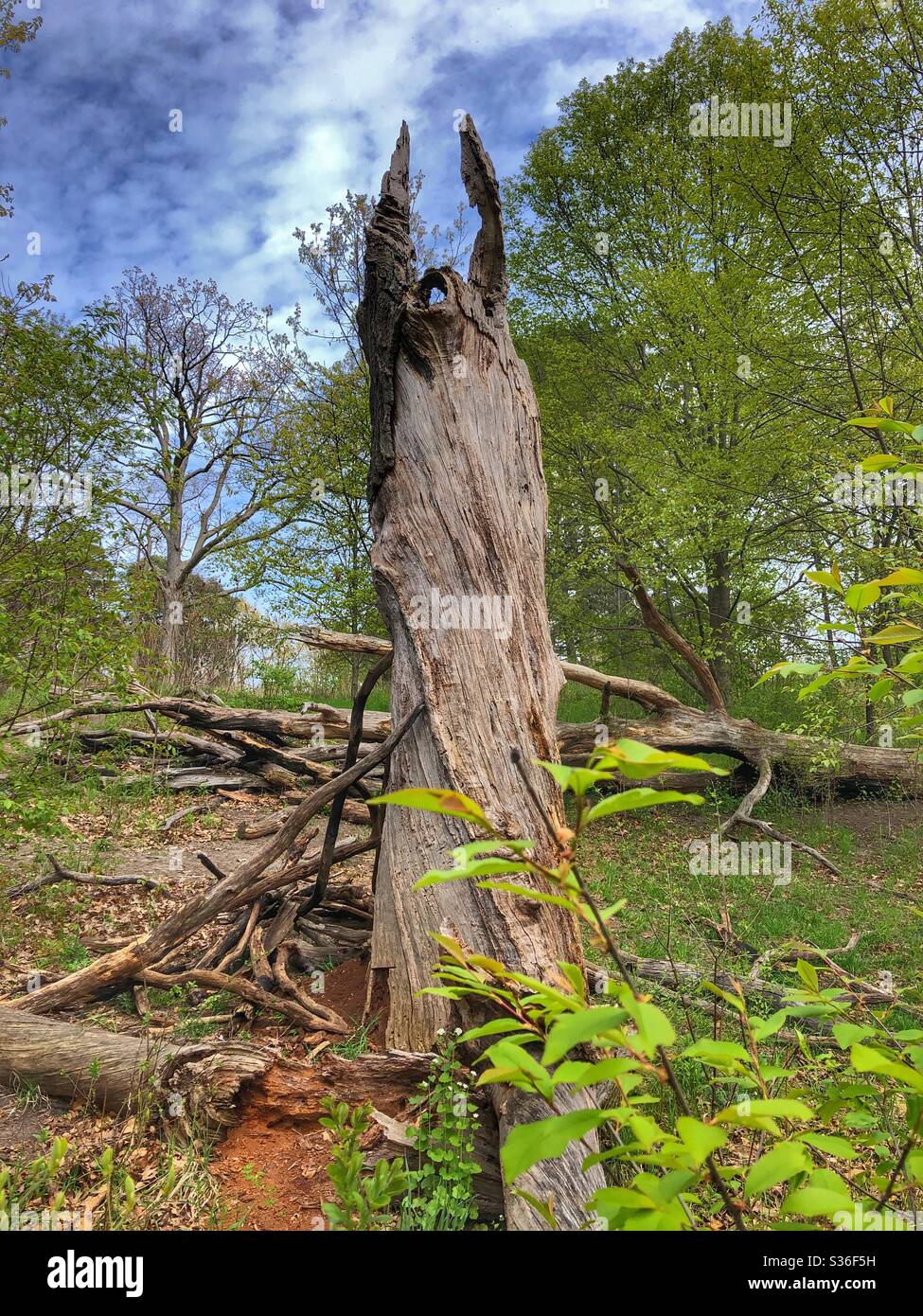Tree trunk and angel wings Stock Photo - Alamy