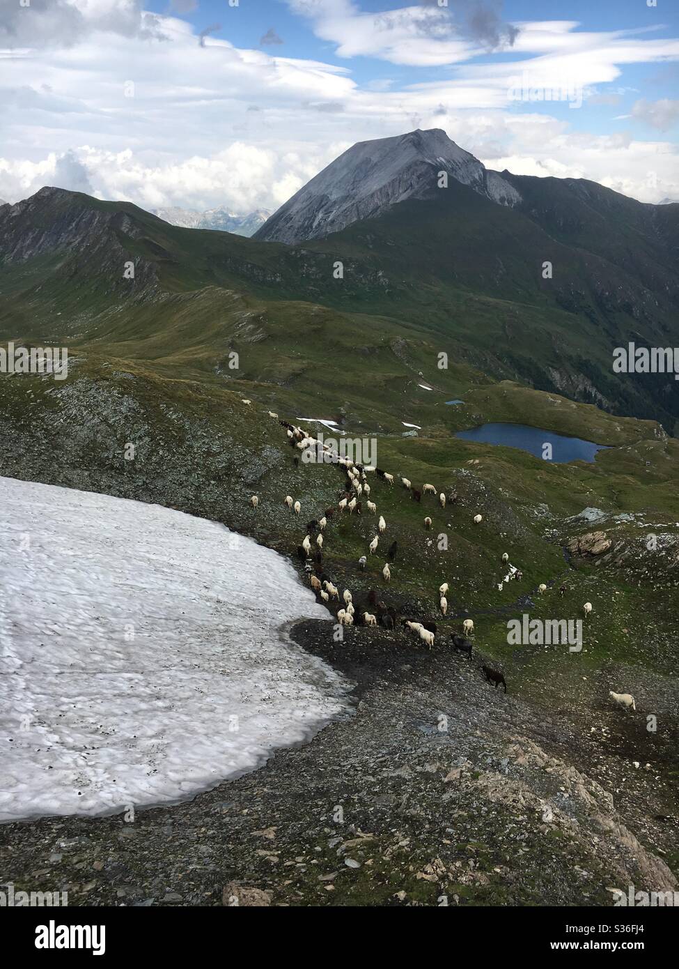Sheep in austria hi-res stock photography and images - Alamy