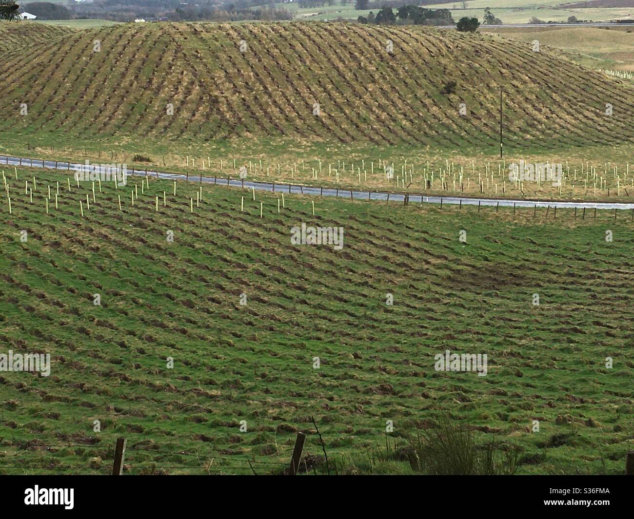 Forestry planting hi-res stock photography and images - Alamy
