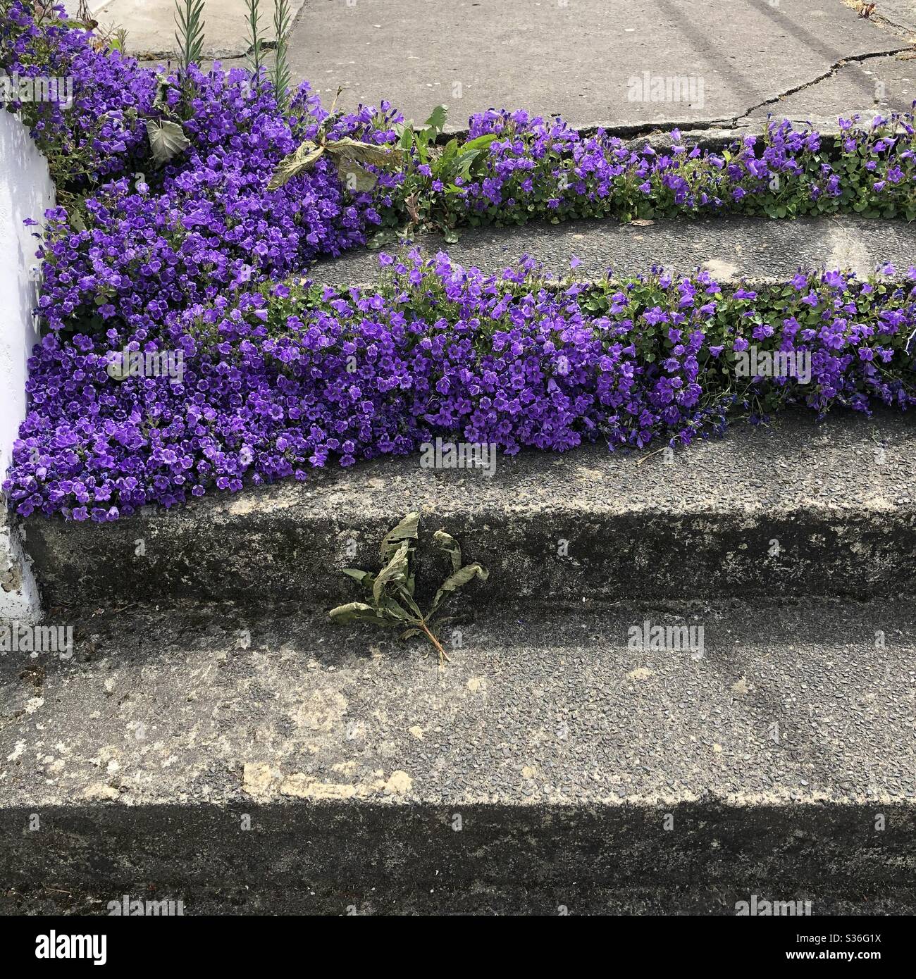 Purple Steps High Resolution Stock Photography and Images - Alamy