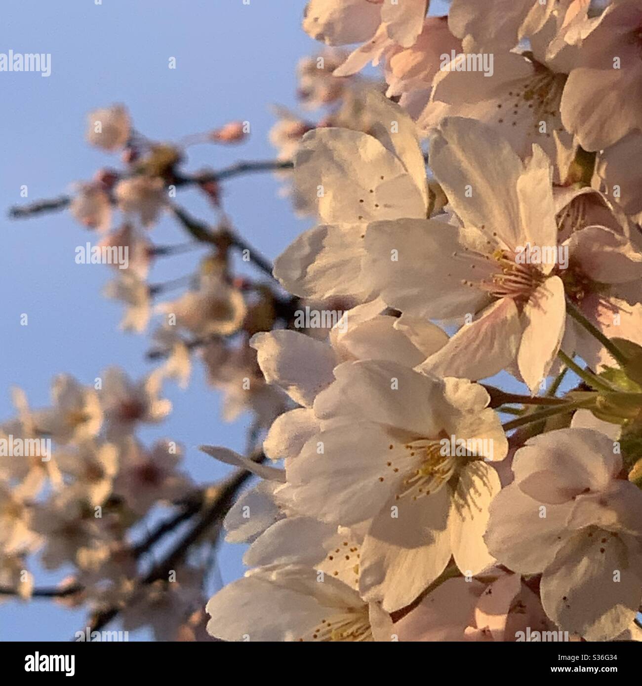 Springtime Flowering Trees Stock Photo - Alamy