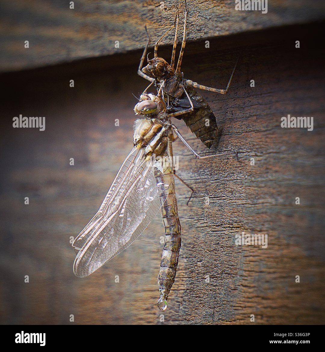 Dragonfly emerging from exuvia hi-res stock photography and images - Alamy