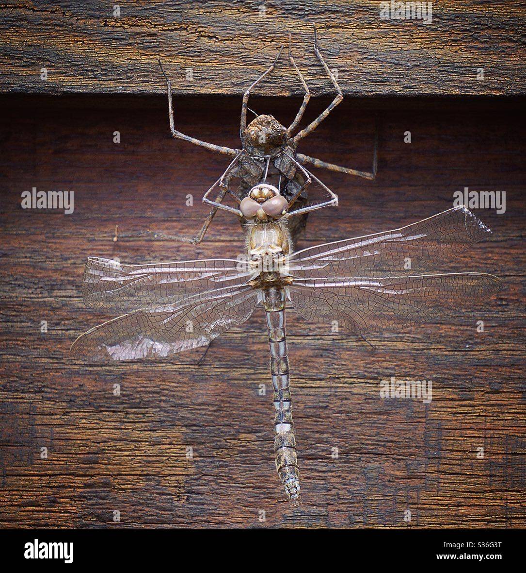 Emerging from exuvia hi-res stock photography and images - Alamy