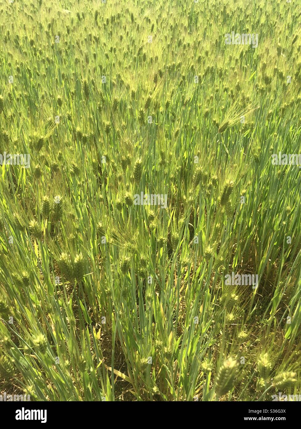 Spring grains hi-res stock photography and images - Alamy