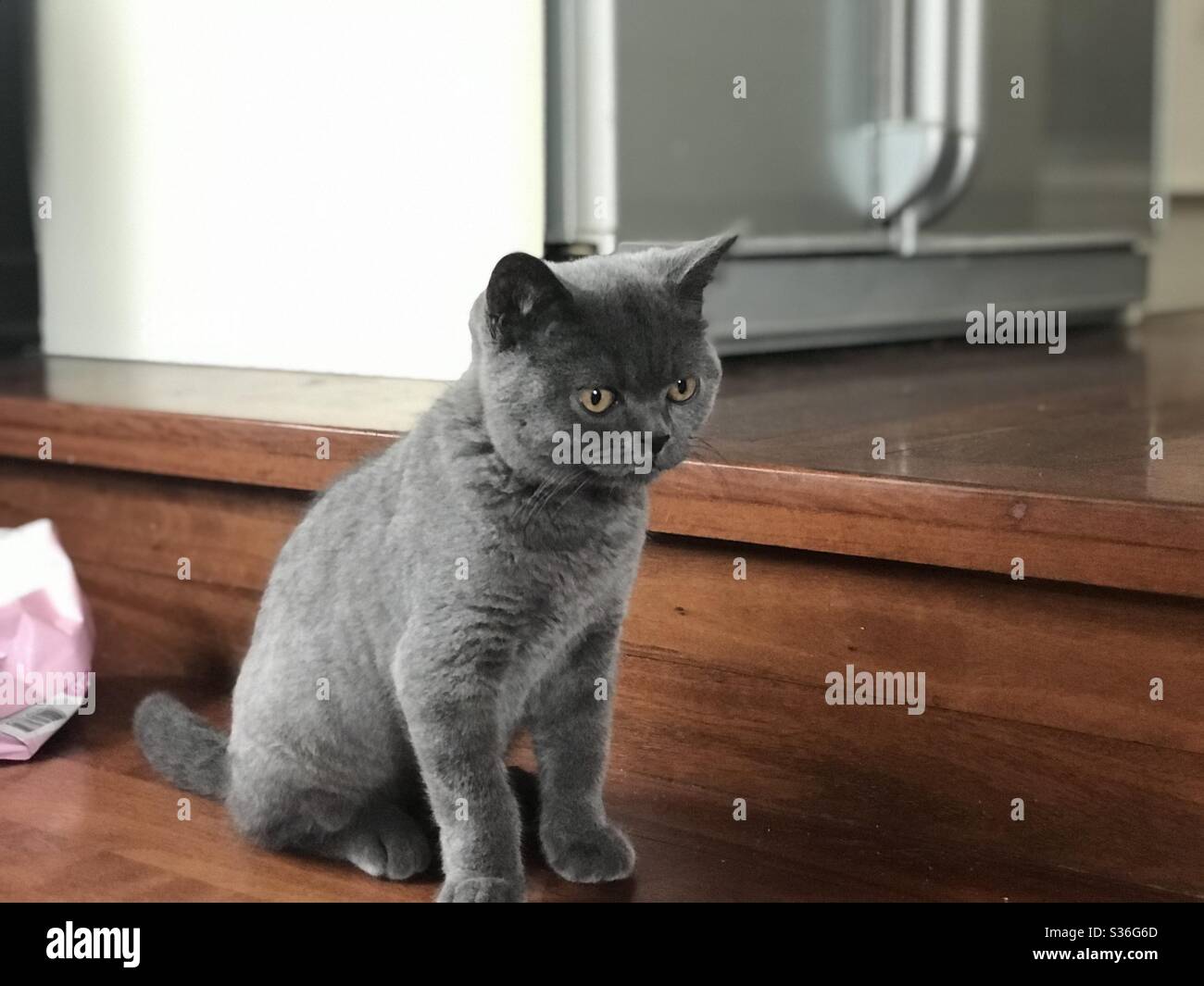 Blue kitten hi-res stock photography and images - Alamy