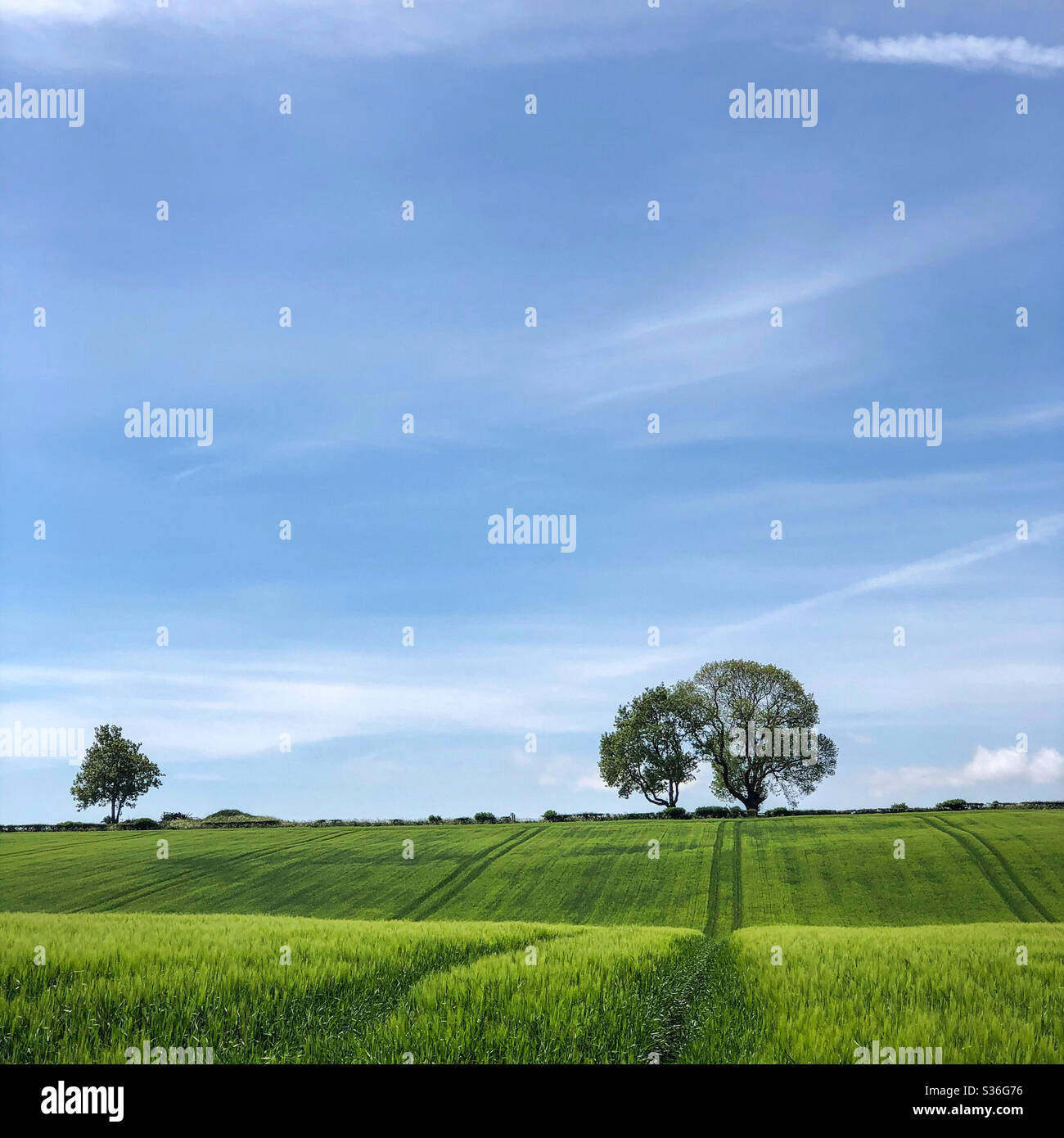 Trees and horizon hi-res stock photography and images - Alamy