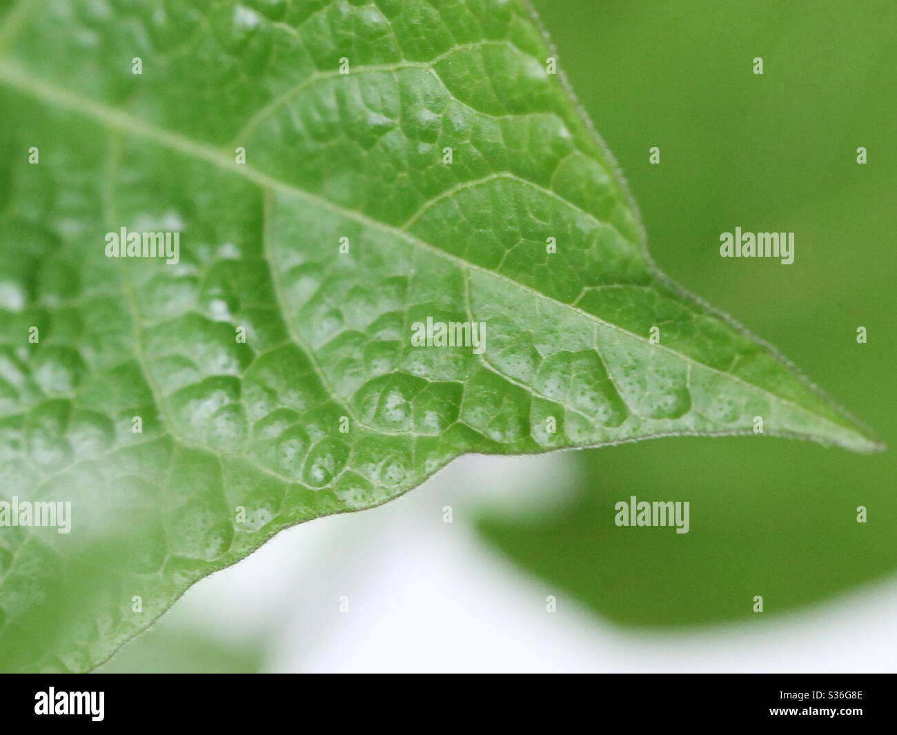Runner Bean Leaf Stock Photo - Alamy