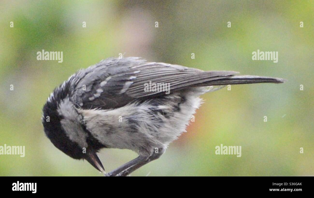 Bird picking up seeds hi-res stock photography and images - Alamy