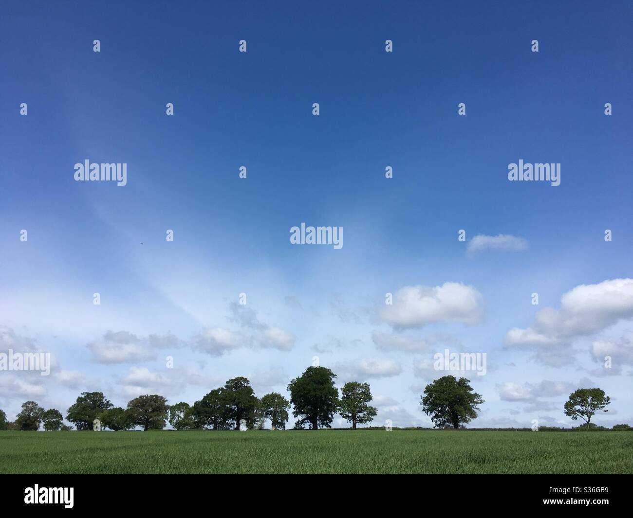 Horizon line trees hi-res stock photography and images - Alamy