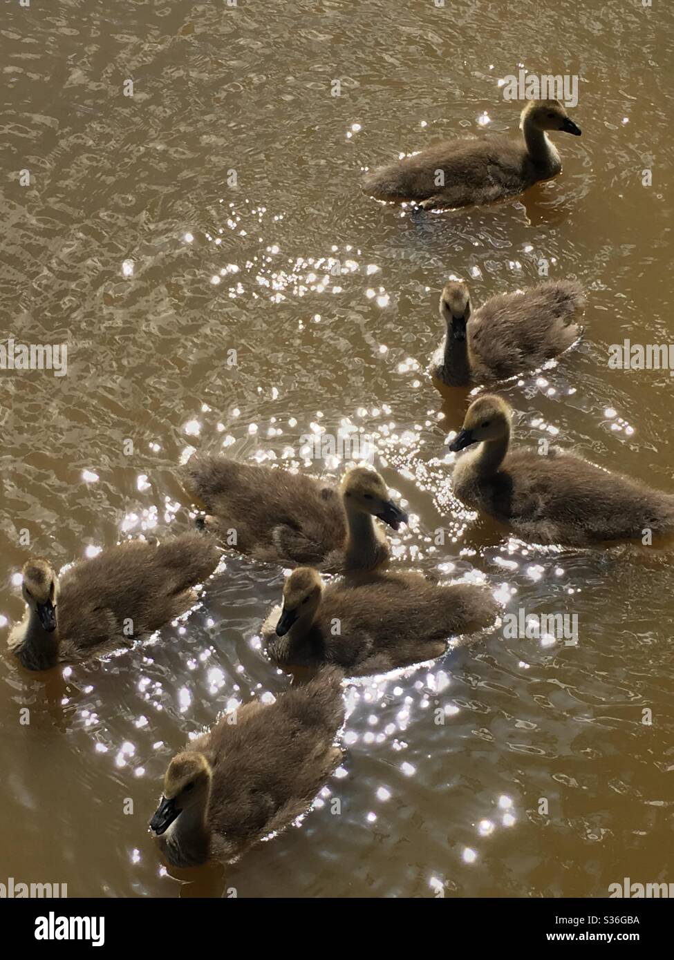 Baby geese goslings hi-res stock photography and images - Alamy