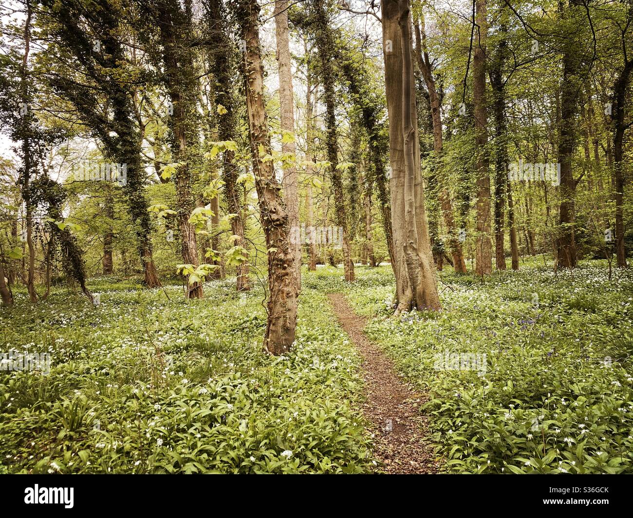 Mature trees in a rural British forest during golden hour with a warm ...