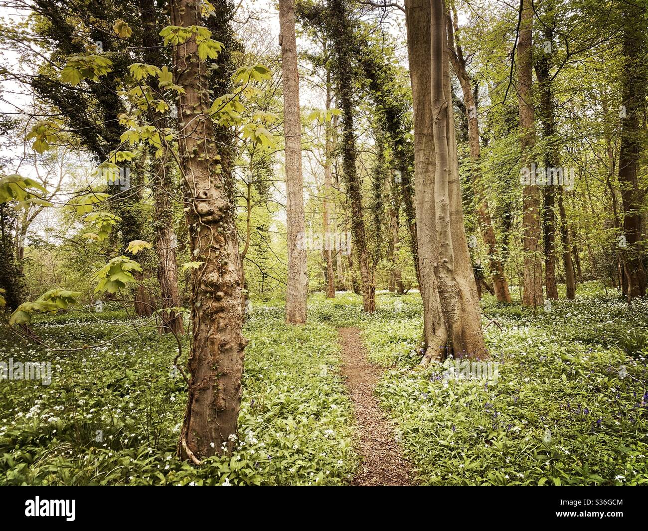 Mature trees in a rural British forest during golden hour with a warm ...