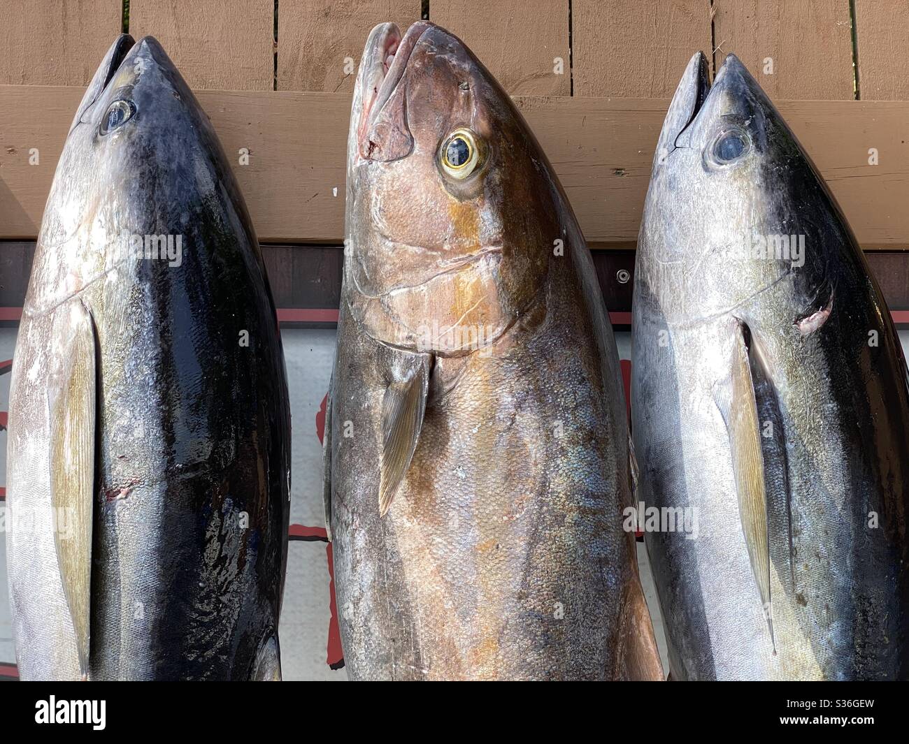 Amberjack fish fishing hi-res stock photography and images - Alamy