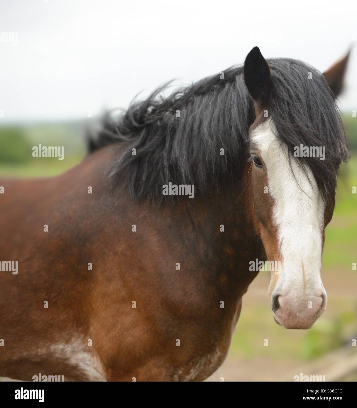 Face and eyes of horse hi-res stock photography and images - Alamy