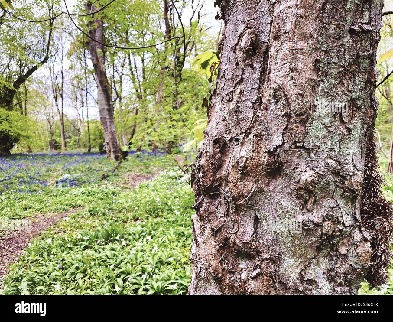 Mature trees in a rural British forest during golden hour with a warm ...