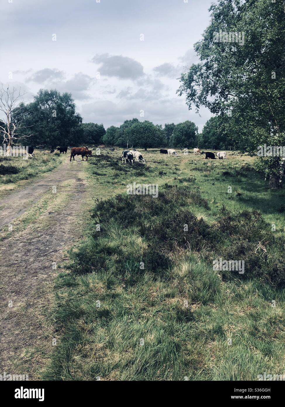 The cows path hi-res stock photography and images - Alamy