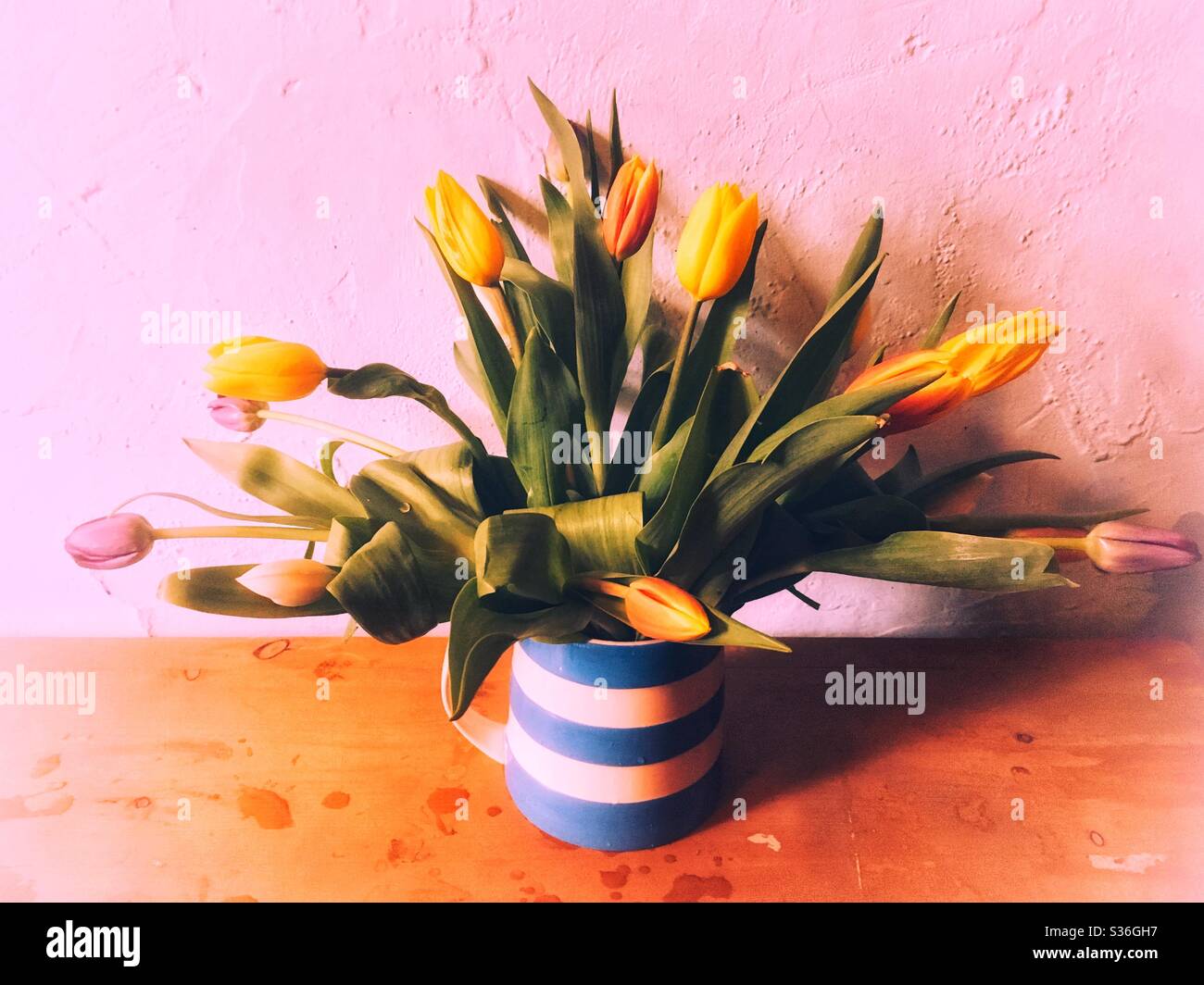 Tulips in a cornishware jug with pink background Stock Photo - Alamy