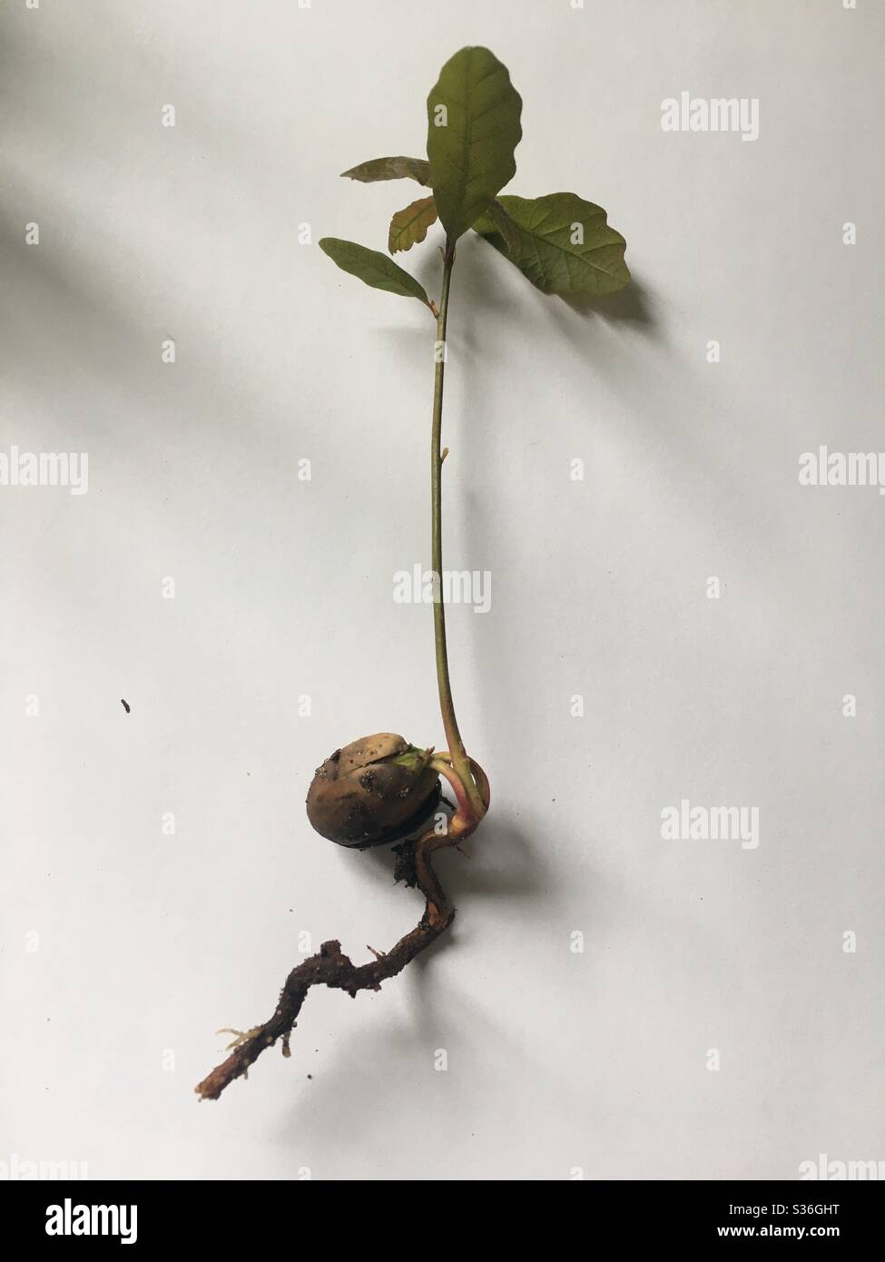 Young oak tree showing root, acorn and shoot with oak leaves Stock ...