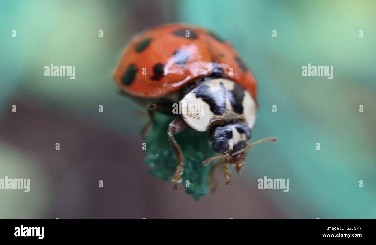 Asian lady beetle hi-res stock photography and images - Alamy