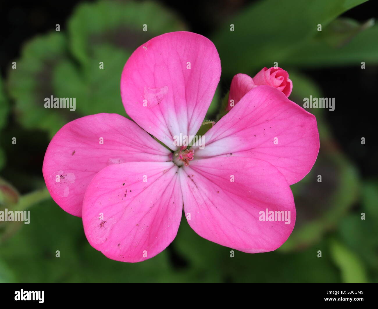 Pink flower in bloom hi-res stock photography and images - Alamy