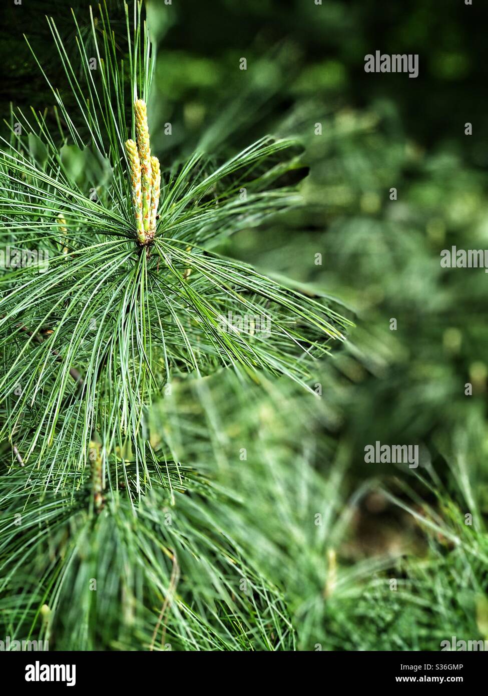 Pine tree growth hi-res stock photography and images - Alamy