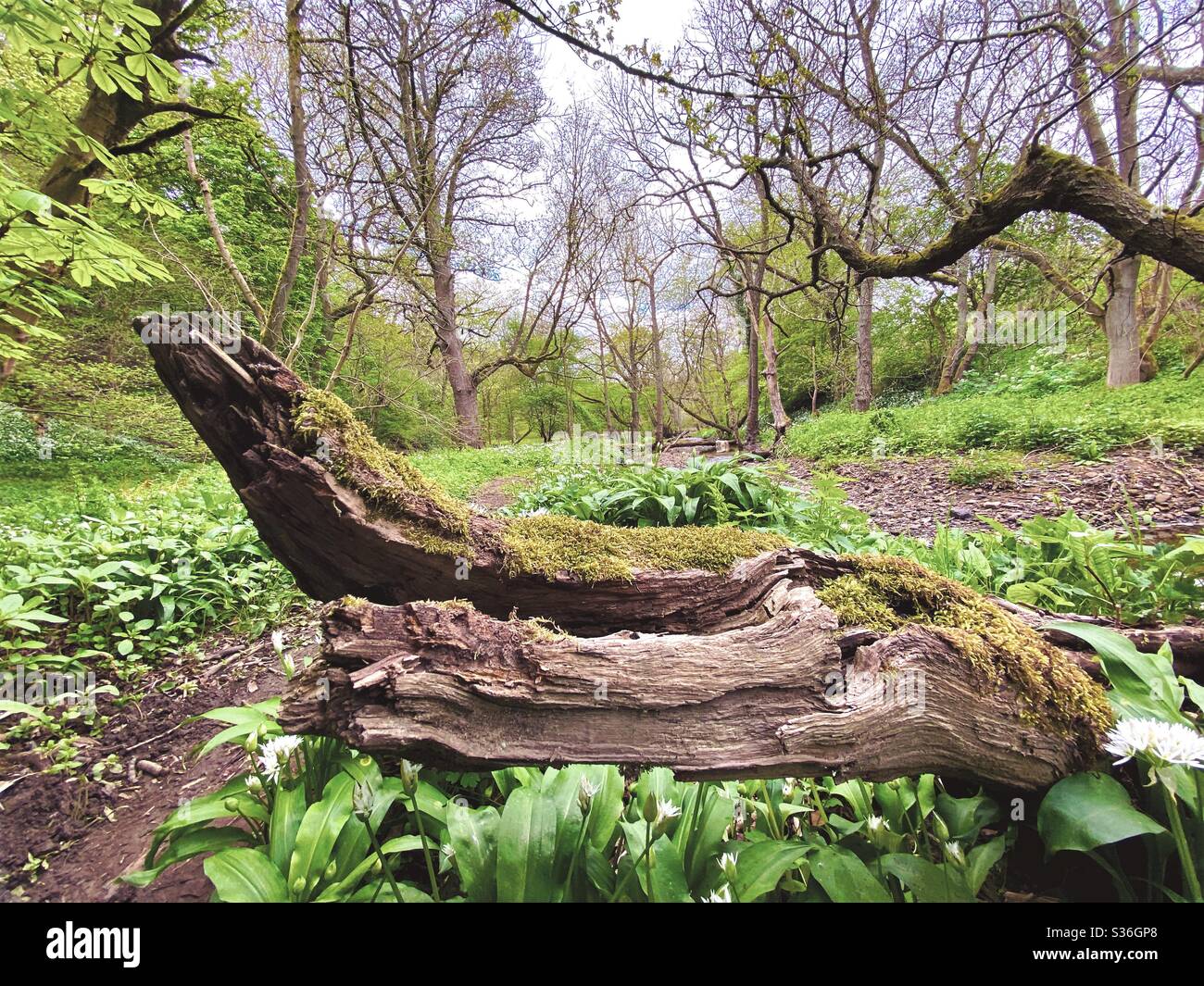 Closeup view of a moss covered fallen tree in a British forest. Scenic ...