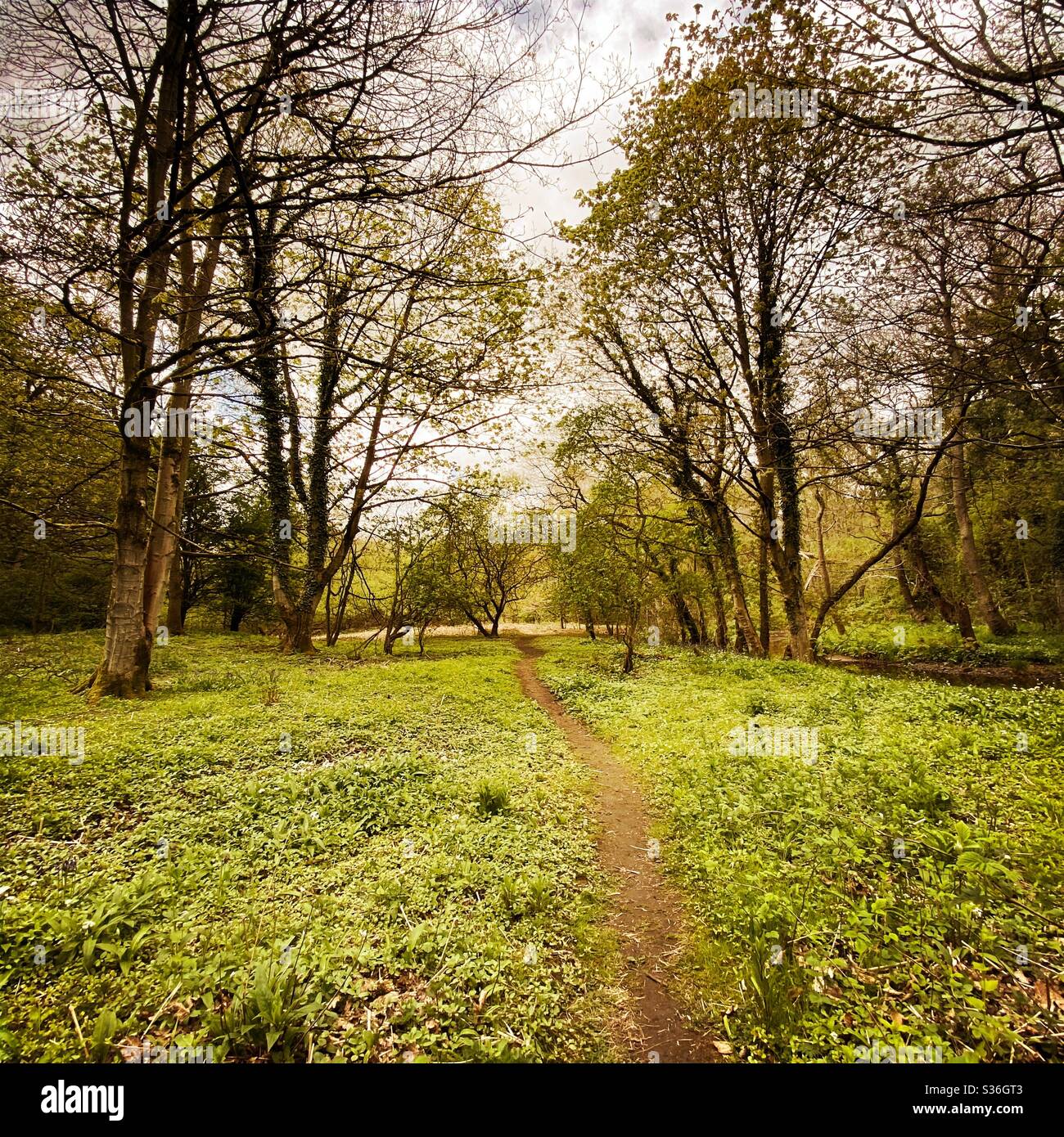 Mature trees in a rural British forest during golden hour with a warm ...