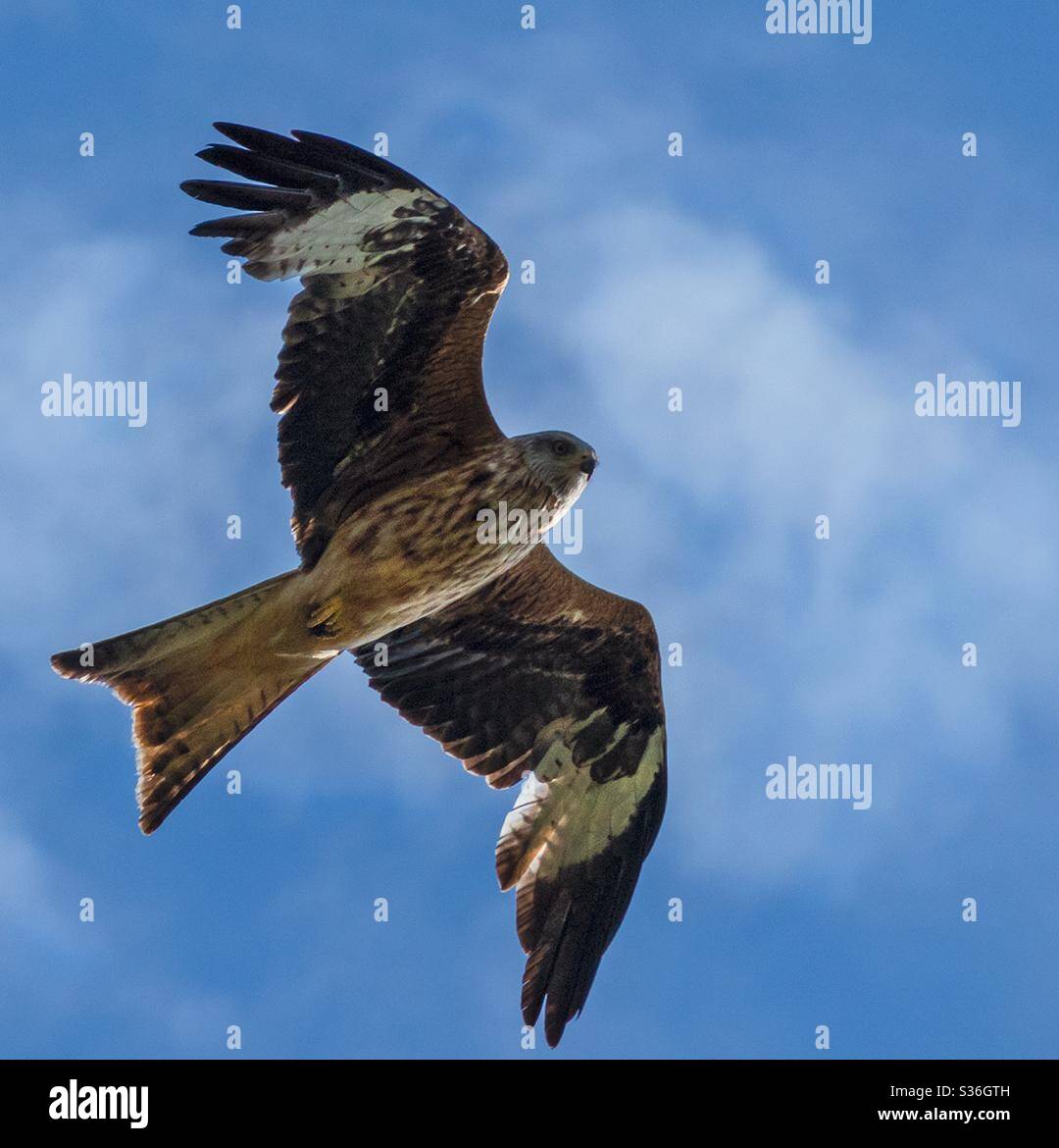 Soaring Red Kite Stock Photo - Alamy