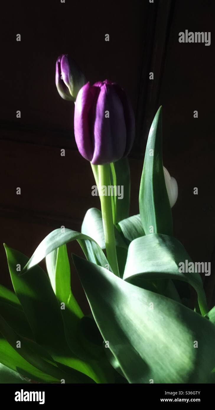 Budding tulips hi-res stock photography and images - Alamy