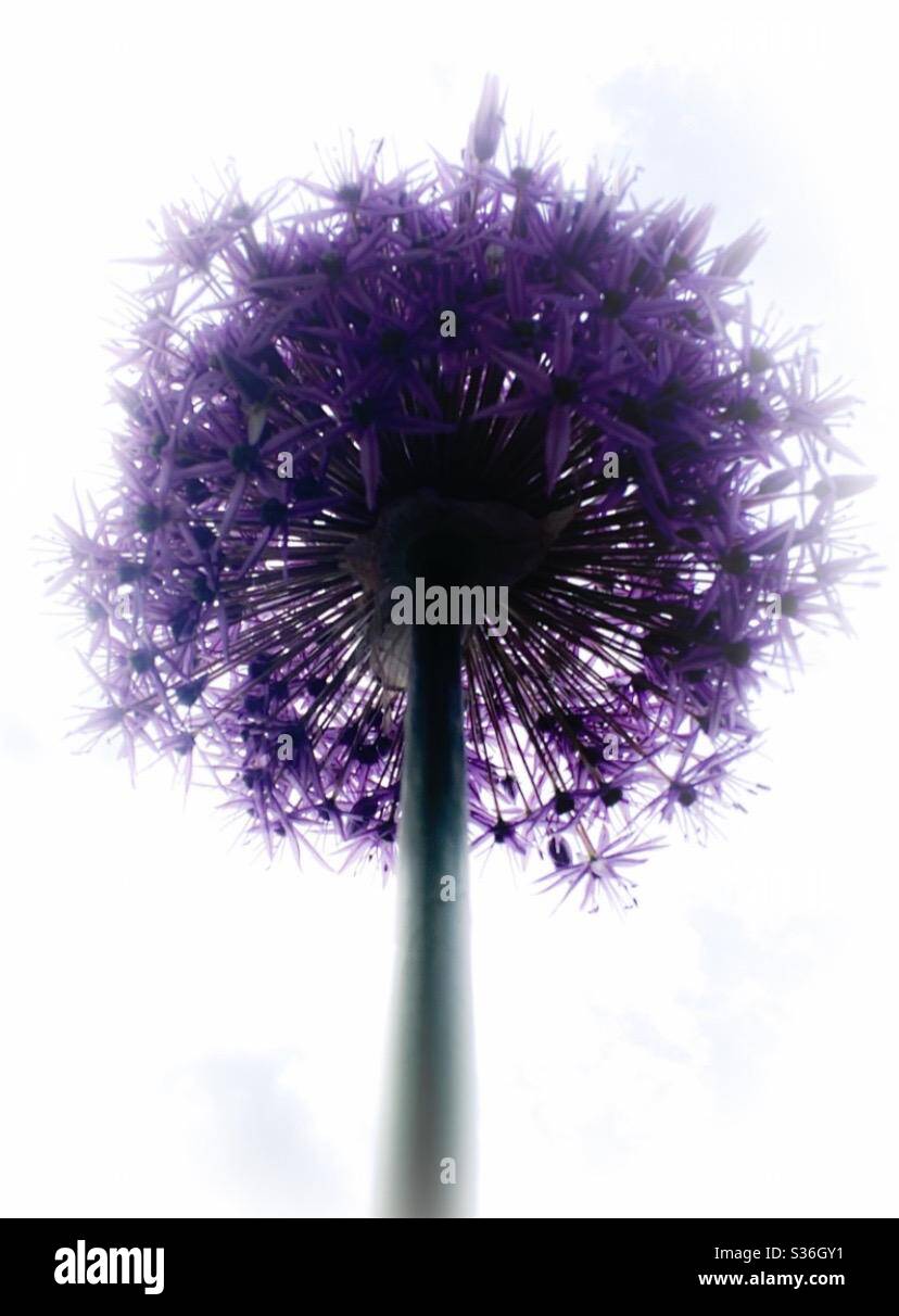 Flower alliums hi-res stock photography and images - Alamy