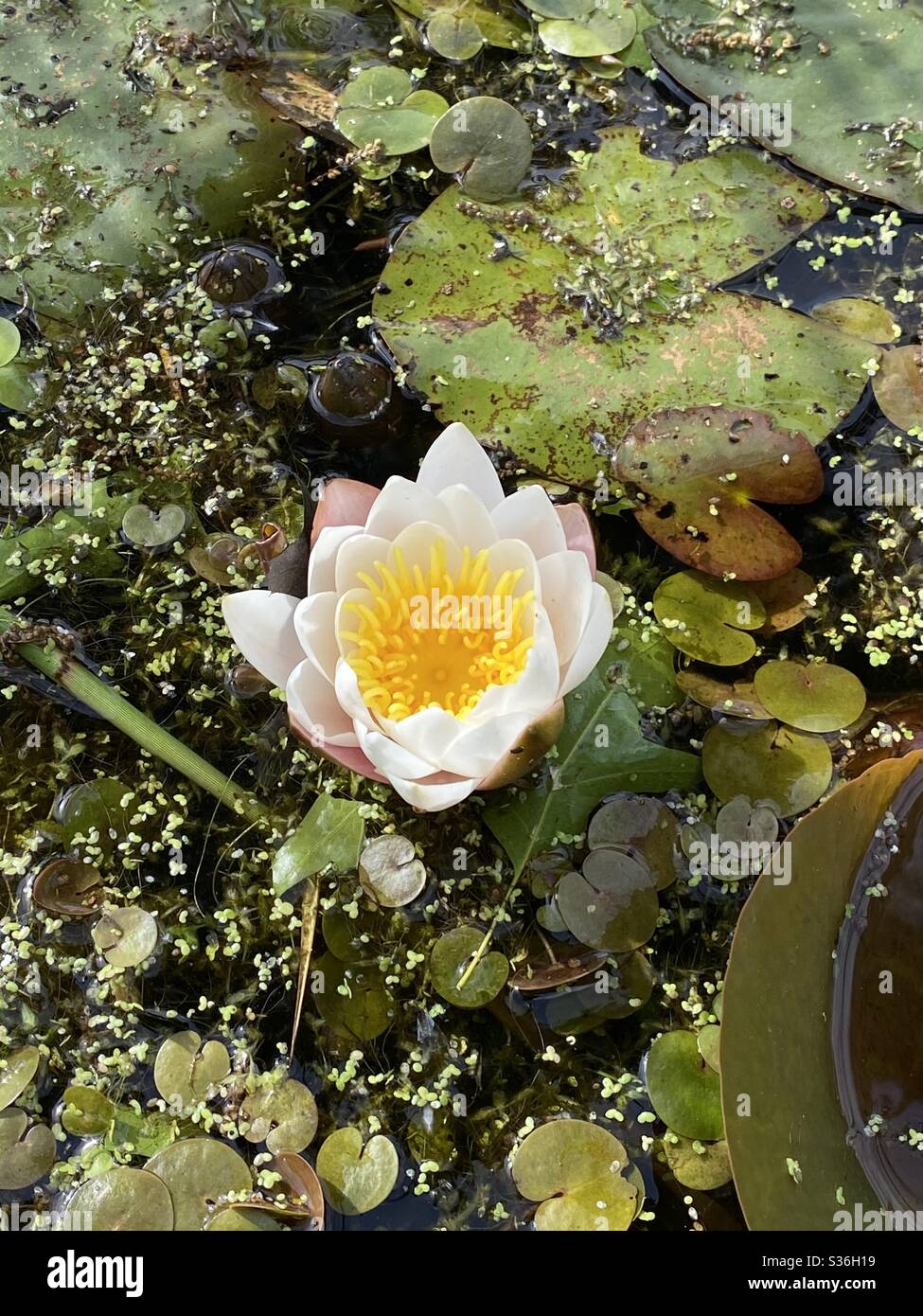 Flower water lilly hi-res stock photography and images - Alamy