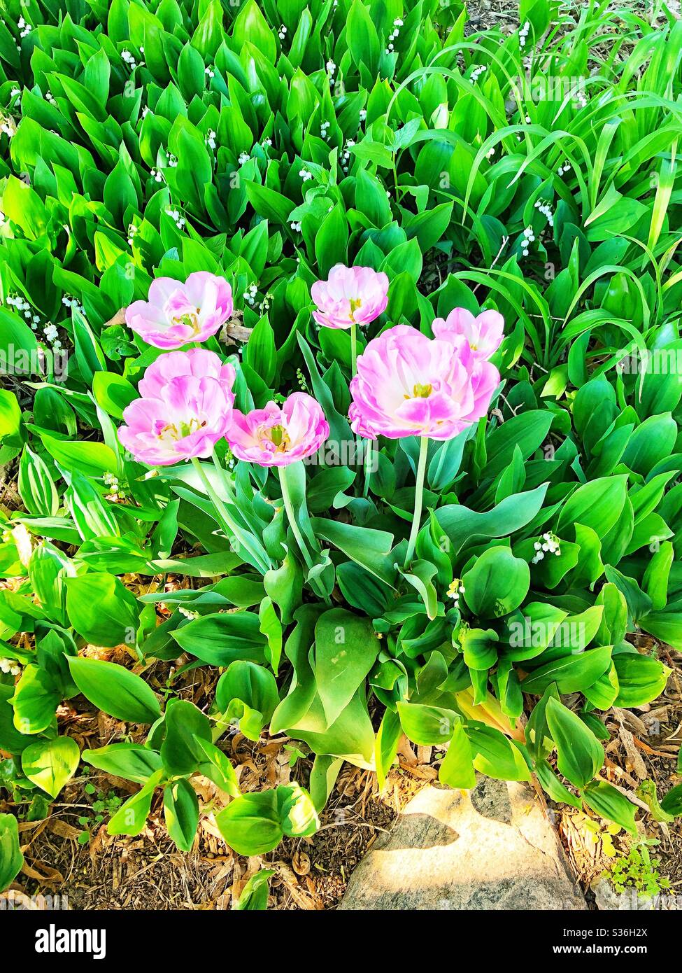 Pretty pink tulips hi-res stock photography and images - Alamy