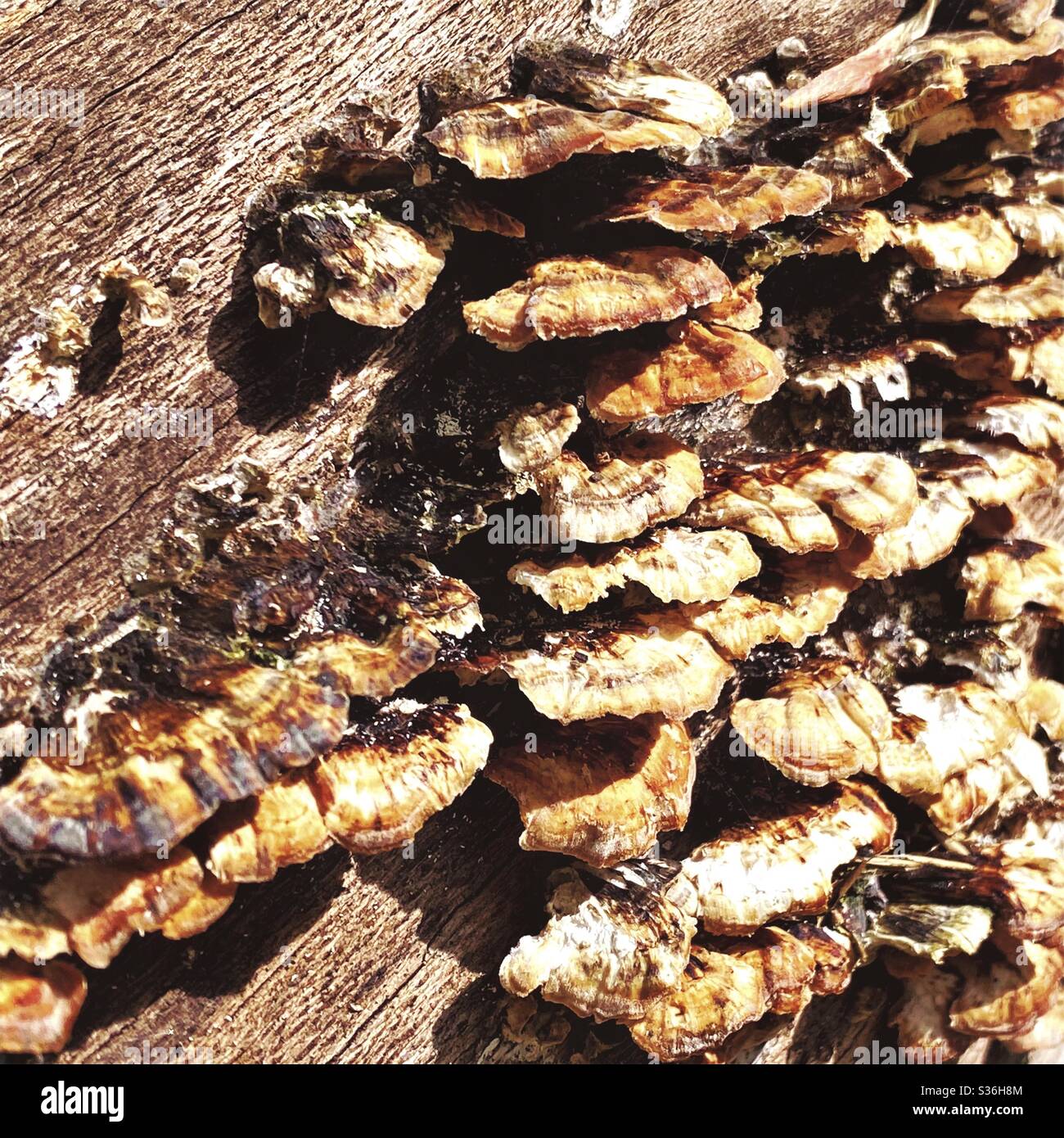 Wood rot hi-res stock photography and images - Alamy