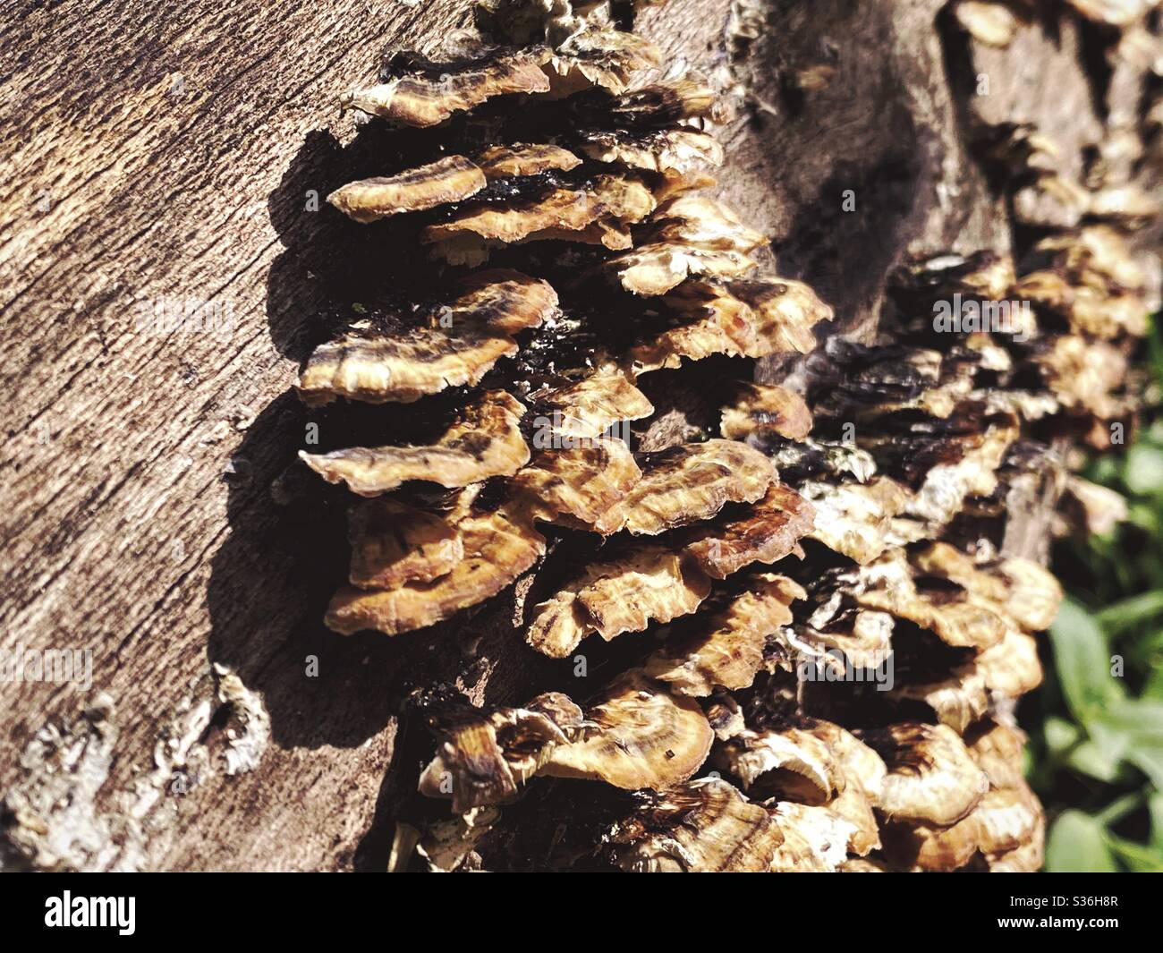Turkey tail mushroom seen close up on a fallen tree. Trametes ...