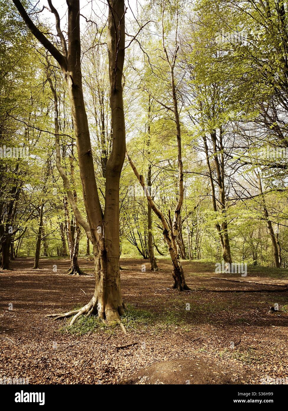 Mature trees in a rural British forest during golden hour with a warm ...