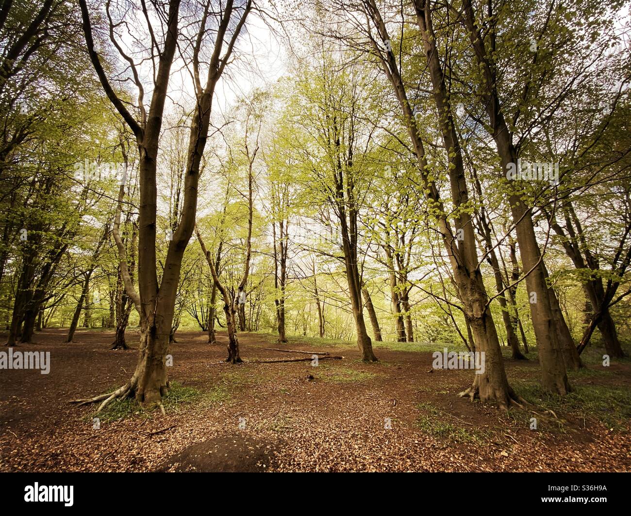 Mature trees in a rural British forest during golden hour with a warm ...
