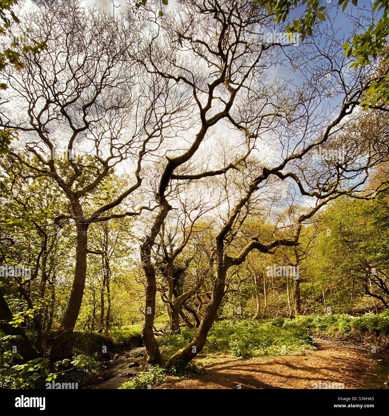 Twisted Trunks High Resolution Stock Photography and Images - Alamy