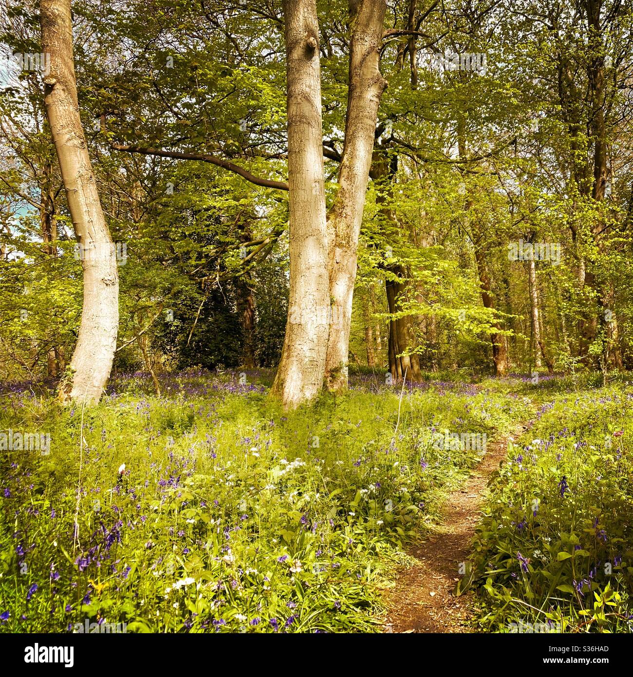 Mature trees in a rural British forest during golden hour with a warm ...