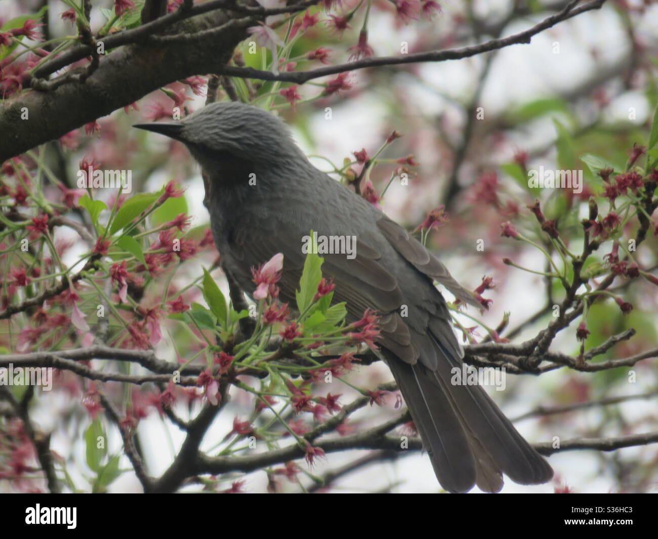 Bird in tree Stock Photo - Alamy