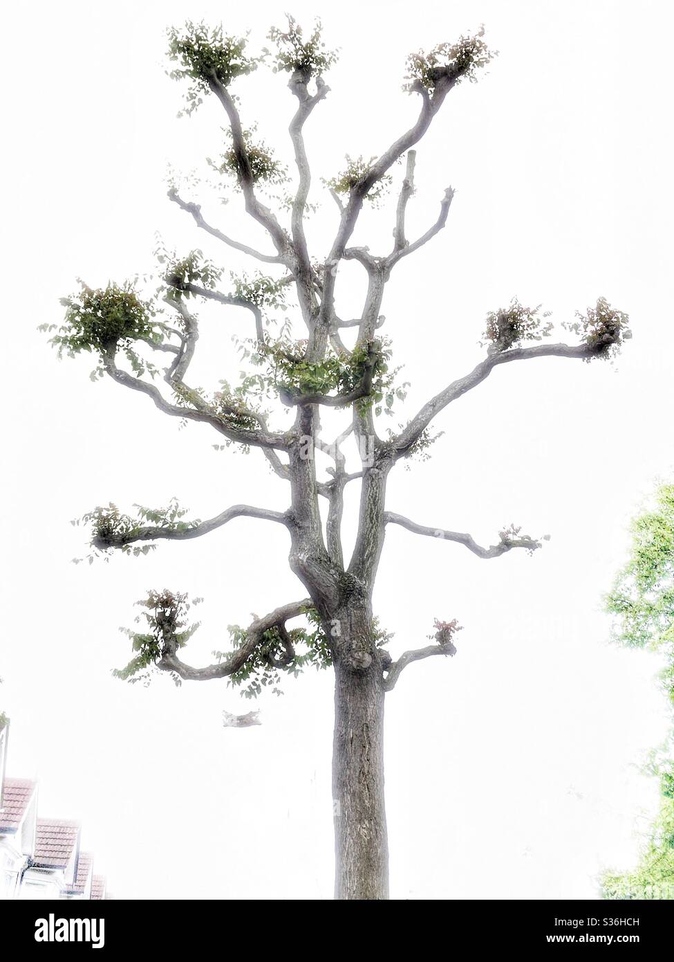 Pollarded plane hi-res stock photography and images - Alamy