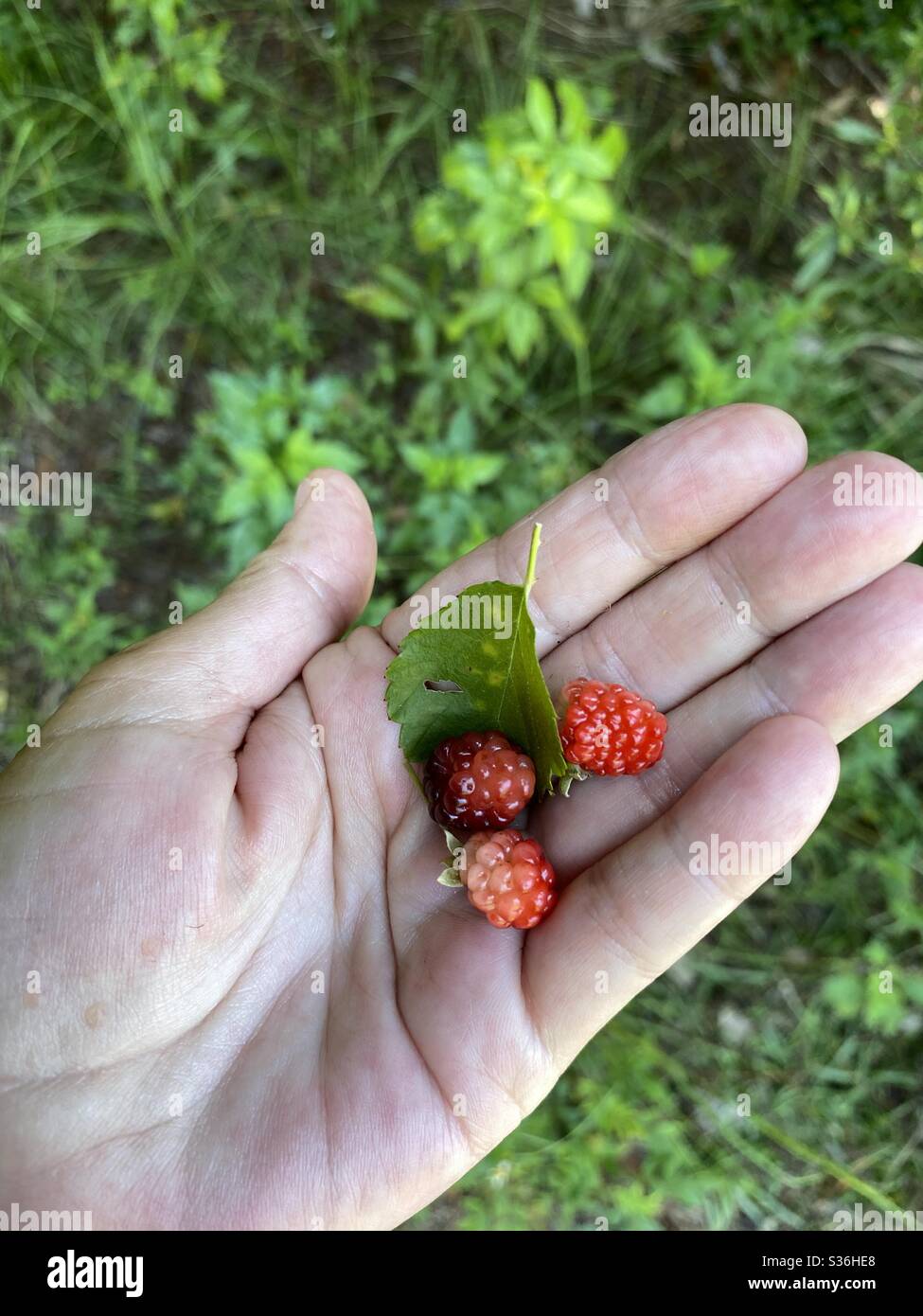 Wild raspberries picked in the forest Stock Photo - Alamy