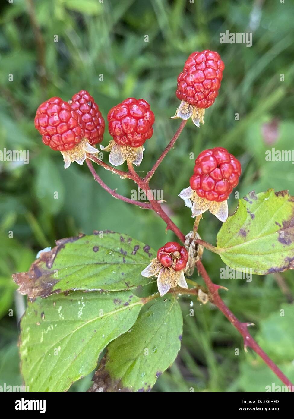 Wild red raspberries growing in the forest Stock Photo - Alamy