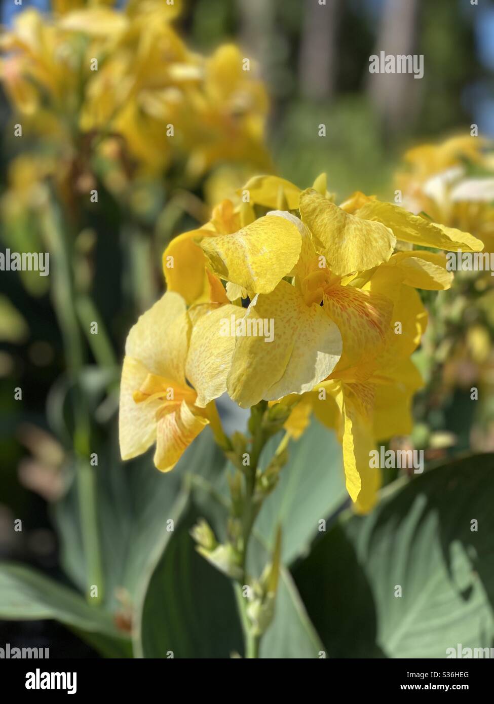 Yellow canna flowers in full bloom Stock Photo - Alamy