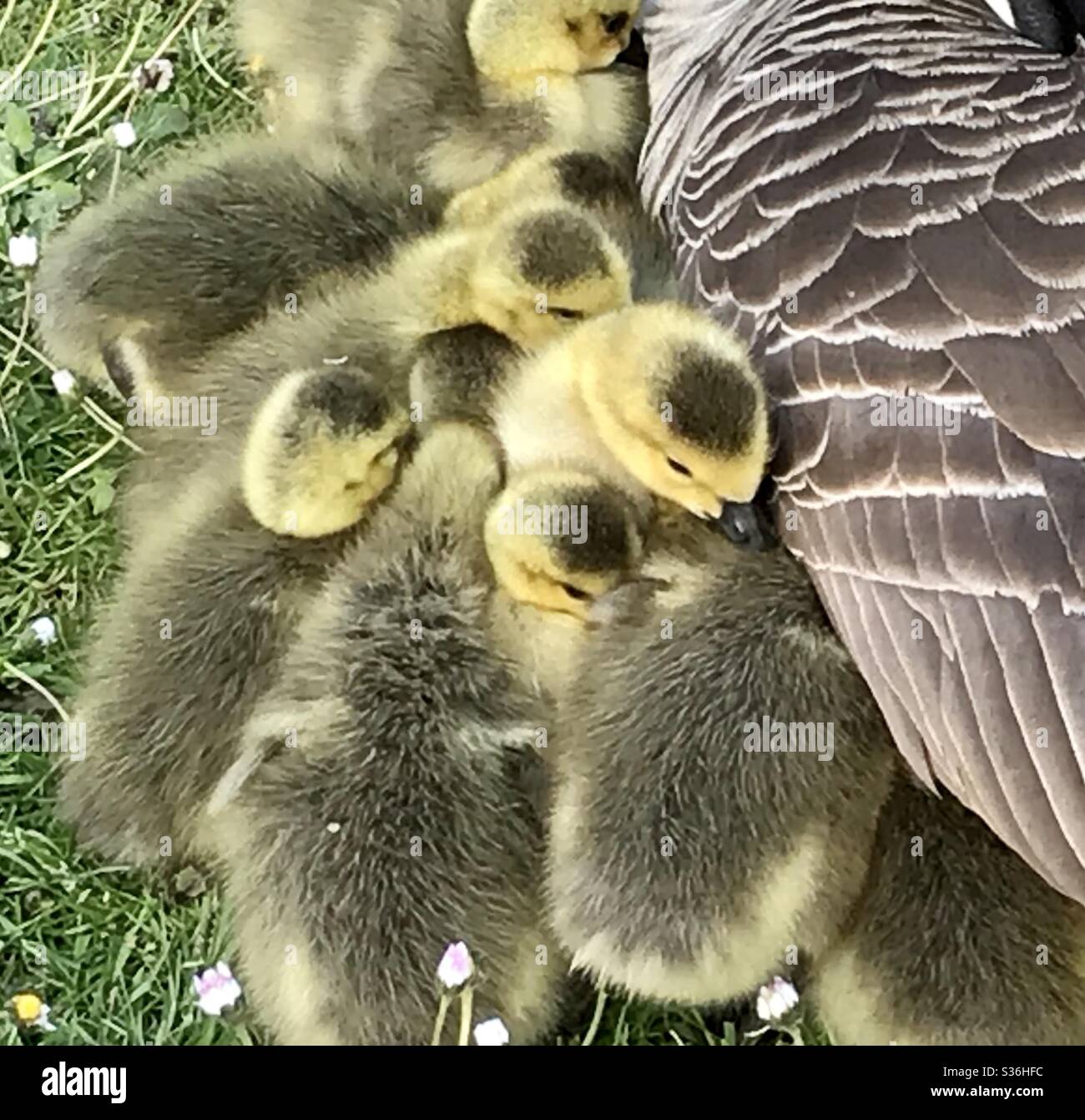 Goose and goslings hi-res stock photography and images - Alamy