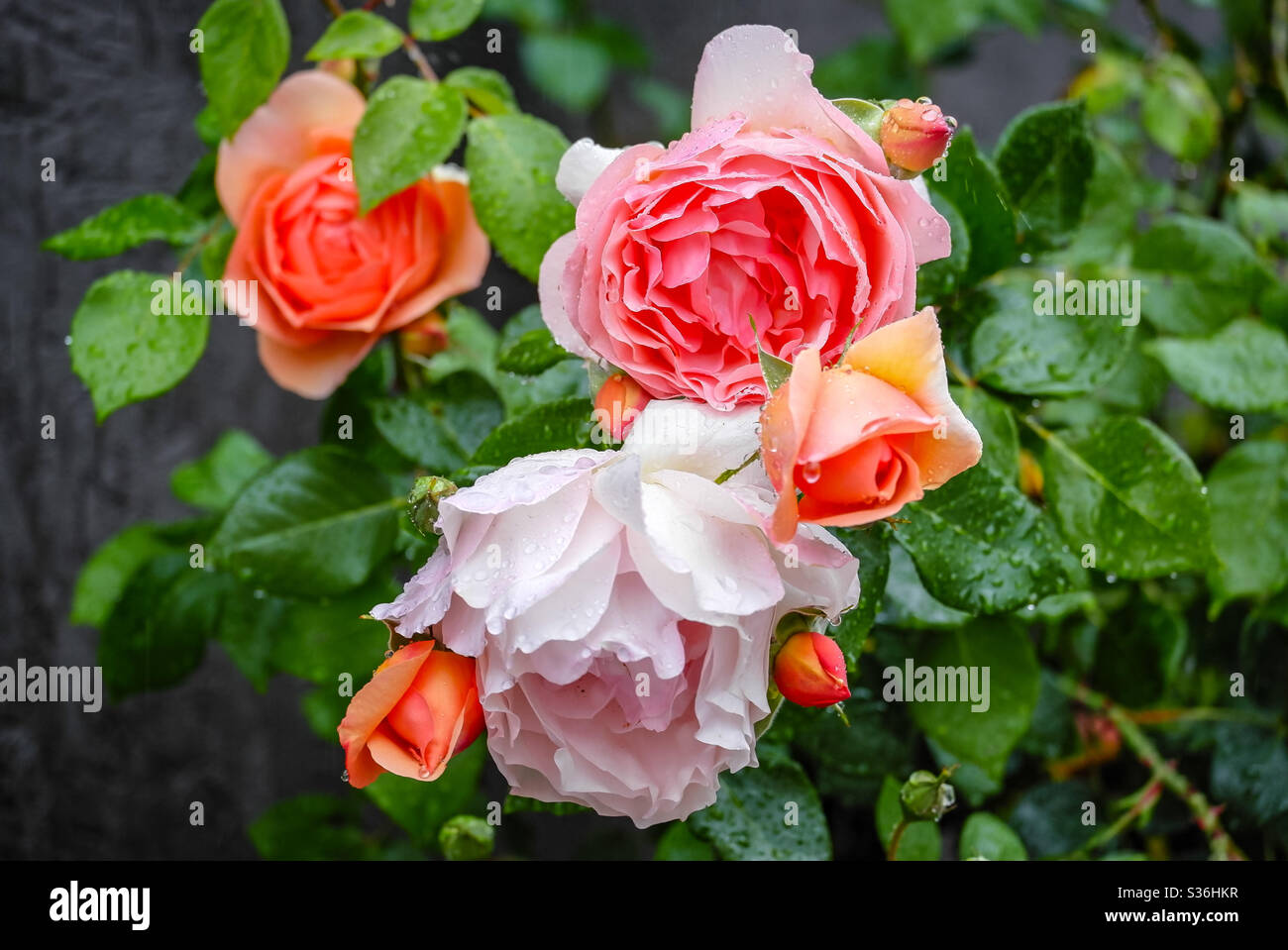 Roses in the rain Stock Photo - Alamy