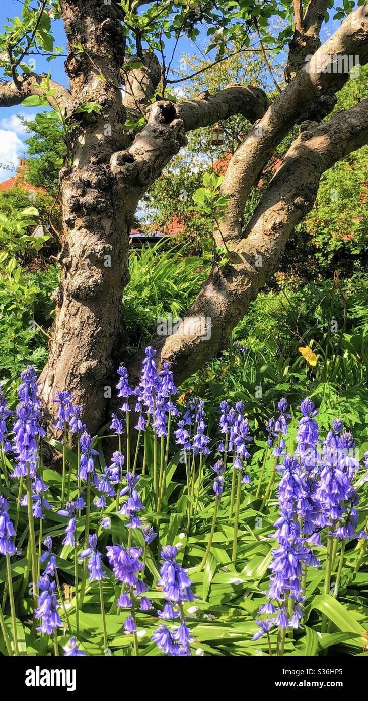 Bluebells tree hi-res stock photography and images - Alamy