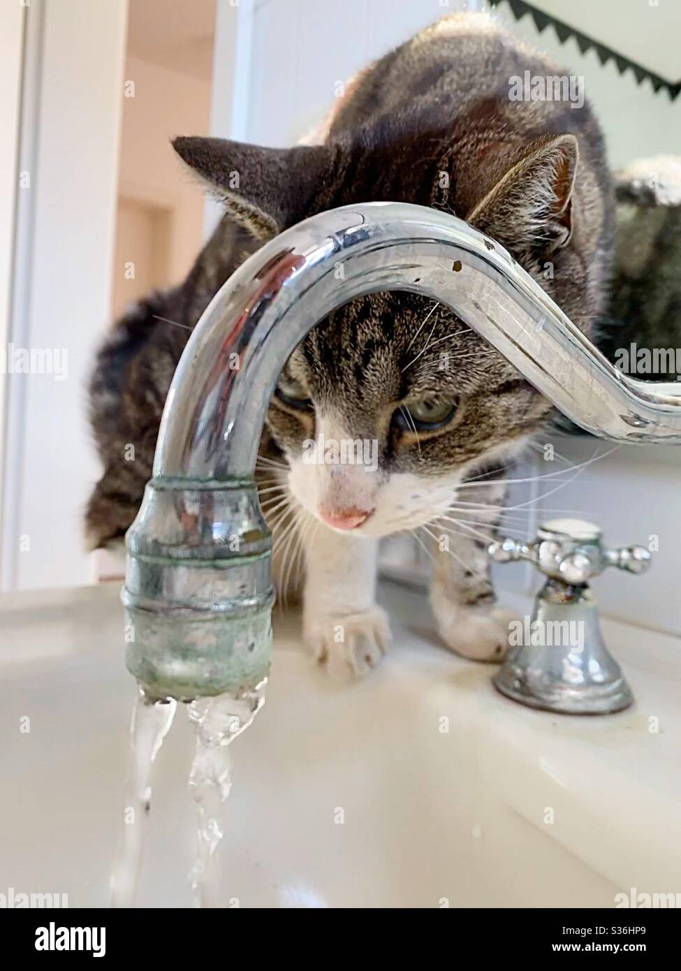 Cat bathroom hi-res stock photography and images - Alamy