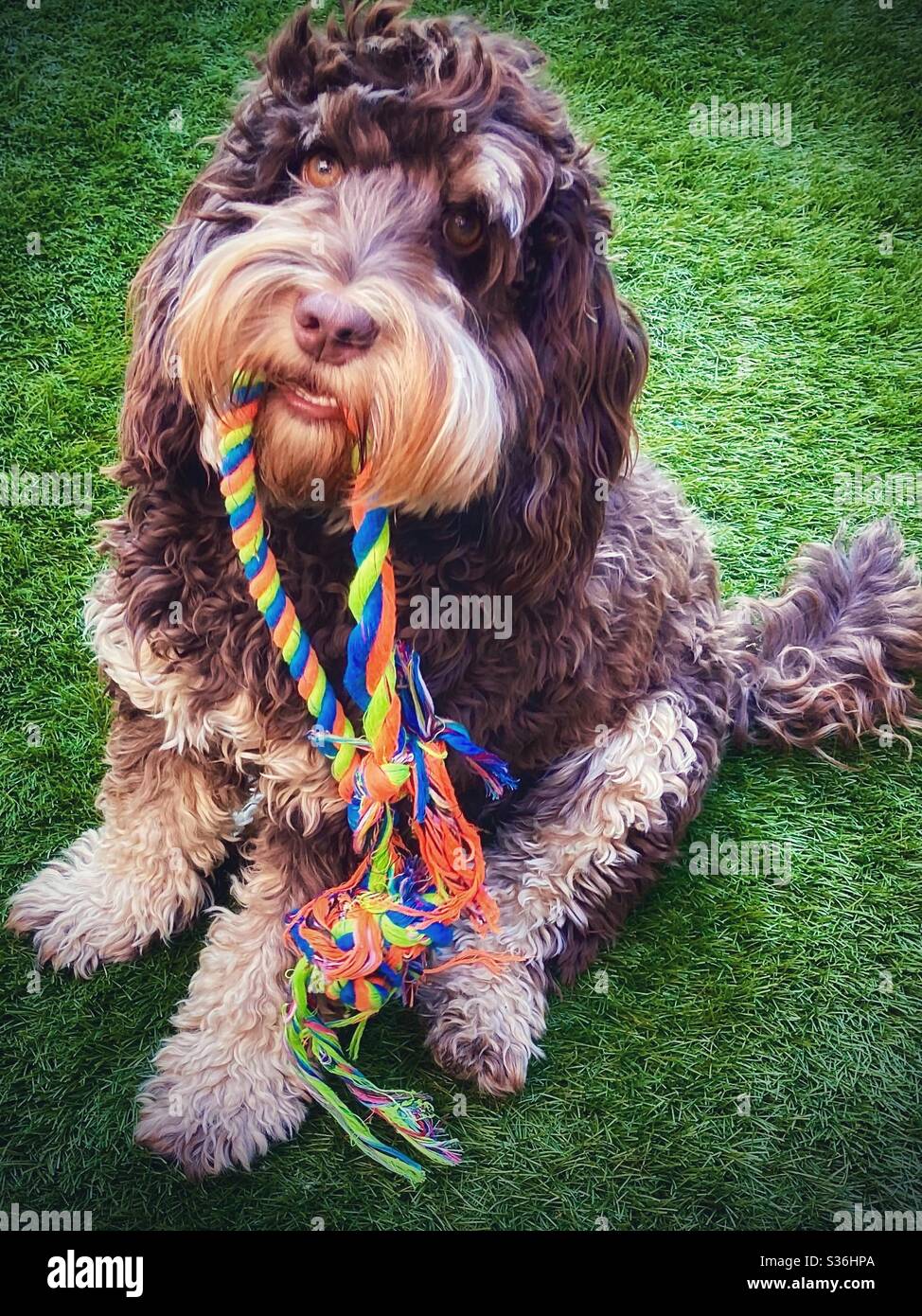 Cockapoo holding play rope Stock Photo - Alamy
