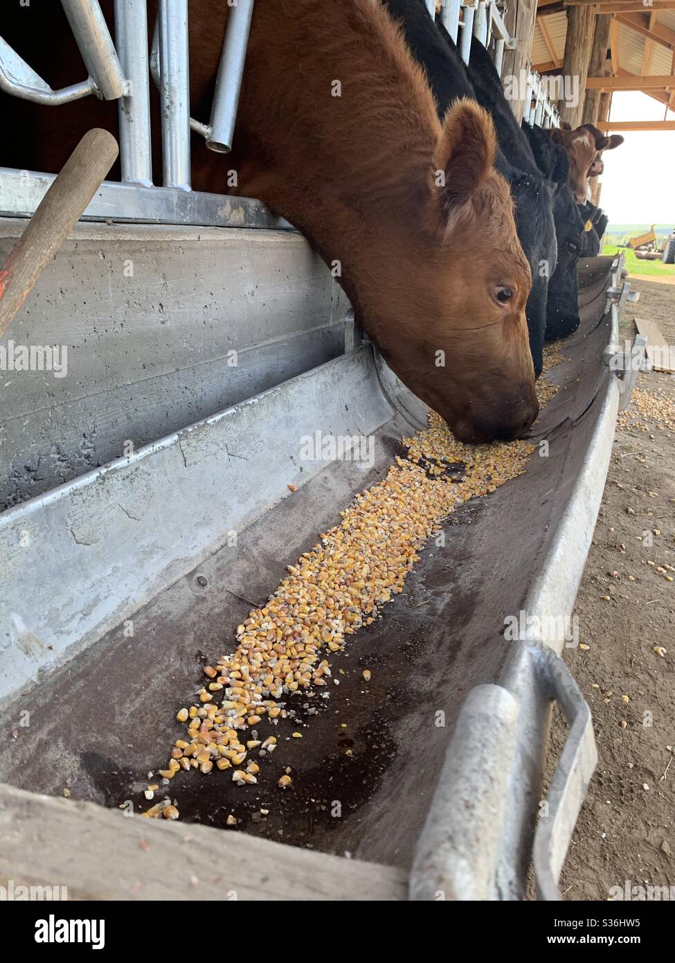 Cows eating corn hi-res stock photography and images - Alamy