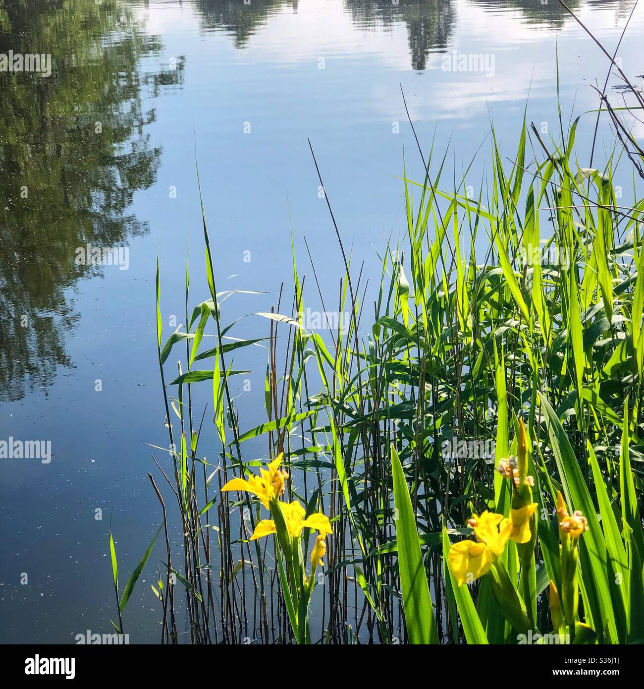 Water iris hi-res stock photography and images - Alamy